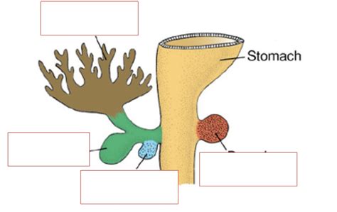 Midterm Image Diagram Quizlet