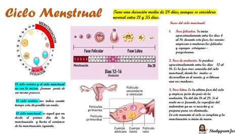 Mapa Mental Del Ciclo Menstrual ROAREDU