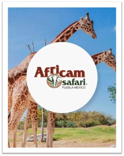 Conoce Africam Safari el mejor safari de Latinoamérica Blog