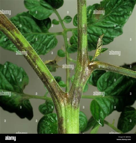 Tomate tizón fotografías e imágenes de alta resolución Alamy