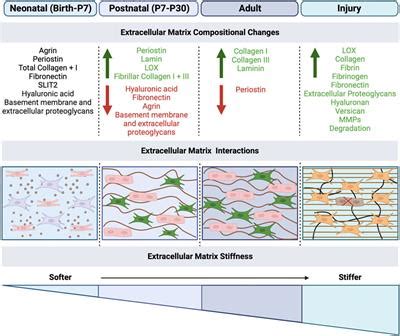 Frontiers Cardiomyocyte Fibroblast Crosstalk In The Postnatal Heart