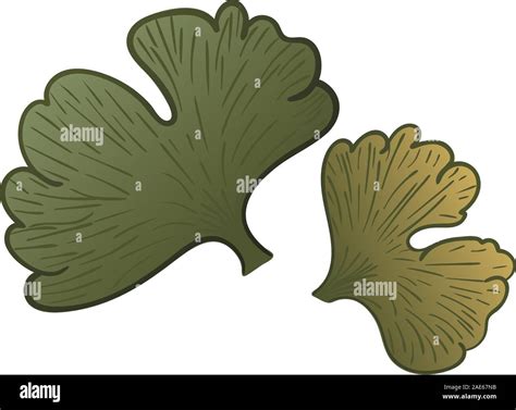 Green Leaves Of Ginkgo Biloba Tree Illustration Stock Vector Image