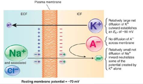Resting Membrane Potential Lt Flashcards Quizlet