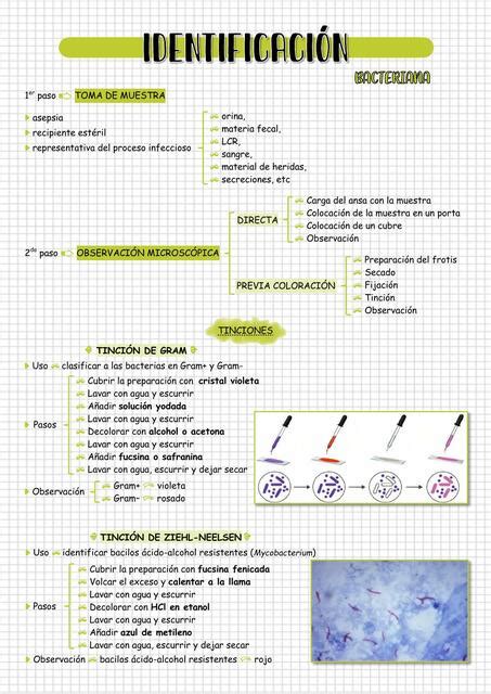Identificación Bacteriana HemoStudent uDocz