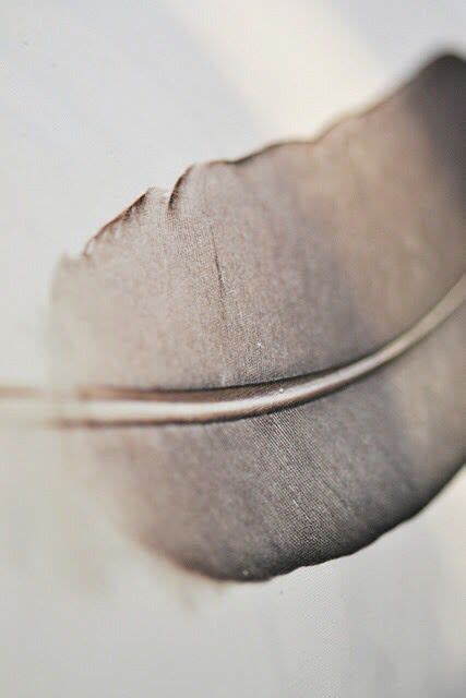Pin De Keena Proctor En Pale Taupe Plumas Gris