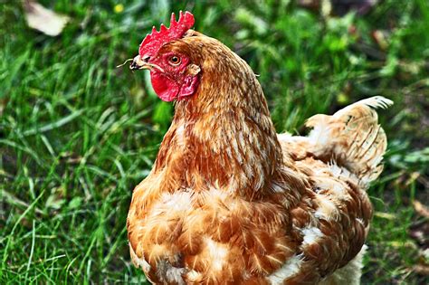 Grippe aviaire comment protéger ses poules domestiques