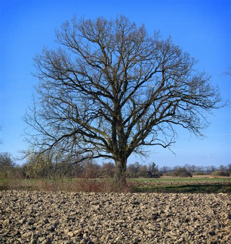 Fotos Gratis Paisaje Rbol Naturaleza C Sped Rama Cielo Campo
