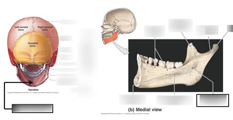 Mandible Medial Labeling Diagram Quizlet
