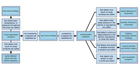 Concept Map Classification Of Sensory Receptors Angela Maureene