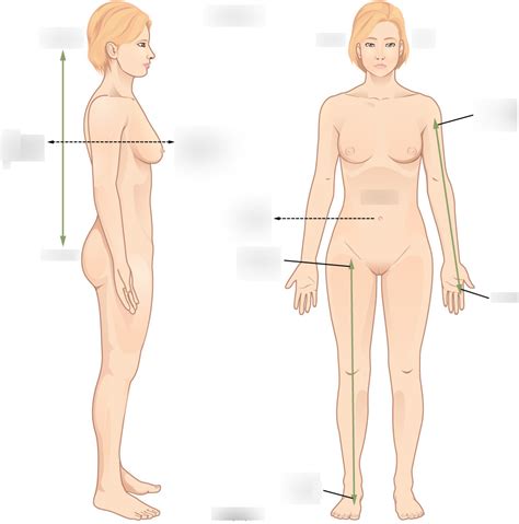 Anatomical Terms Diagram Quizlet