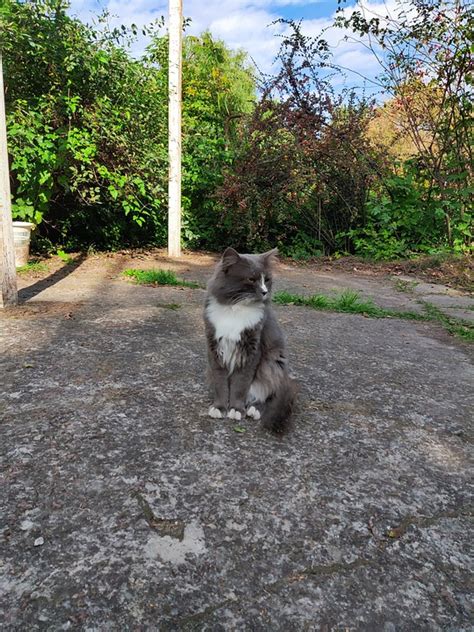 Katt Djur Gratis foto på Pixabay Pixabay