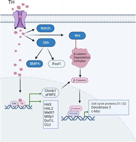 A Molecular Model Of The Action Of Thyroid Hormone Th On The