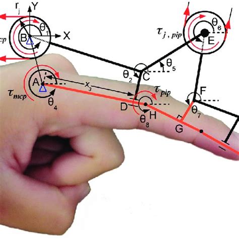 nomenclature for the kinematic model of the designed index finger download scientific diagram