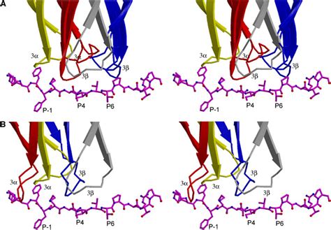 position of tcrs along peptide antigen a ribbon diagram stereo download scientific diagram
