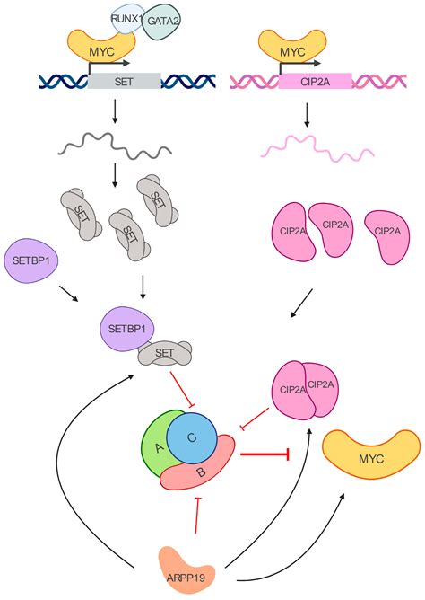 Cells Free Full Text The Role Of MYC And PP2A In The Initiation And