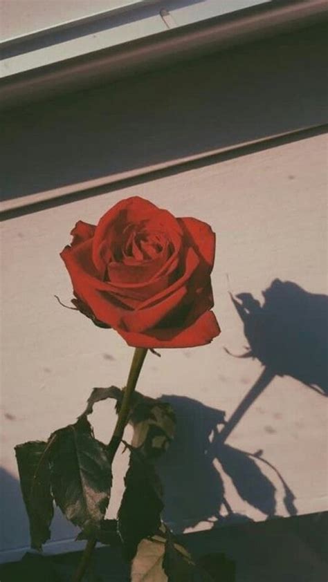 Update More Than Aesthetic Wallpaper Roses Latest In Cdgdbentre