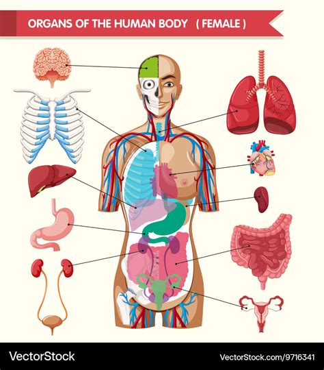 Diagram Showing Anatomy Of Human Body With Names Vector Off