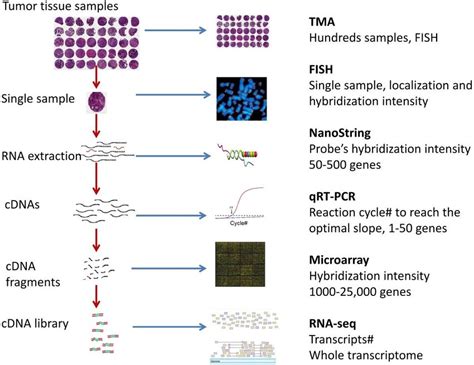 overview of the gene expression detection assays for cancer tissue sample download scientific