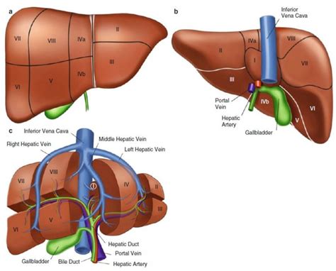 Liver Segments In Anterior View A Posterior View B And 3D