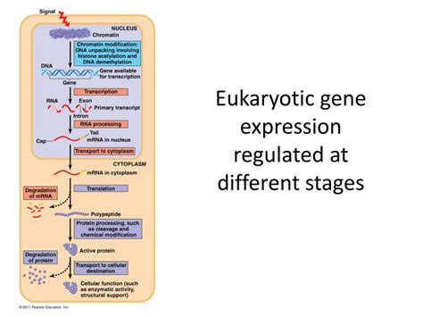 PPT Regulation Of Gene Expression By Eukaryotes PowerPoint