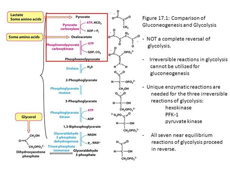 Glycolysis And Gluconeogenesis Comparison