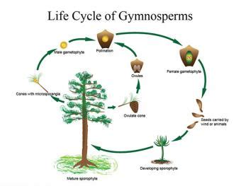 How Do Non Flowering Plants Reproduce LoveToKnow