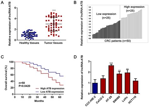 LncRNA ATB Expression Is Upregulated In CRC Tissues And Cell Lines A