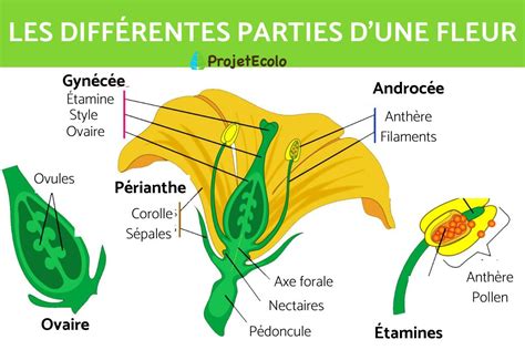 Composition d une fleur et leur FONCTION avec SCHÉMAS