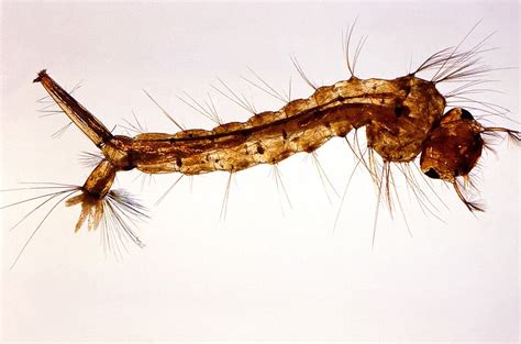 Ingyenes kép up close culex quinquefasciatus a szúnyog lárva