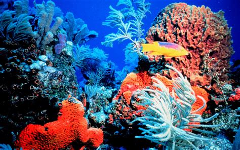 Colorful Coral Reef Wallpaper Images