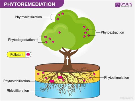 Bioremediation Examples