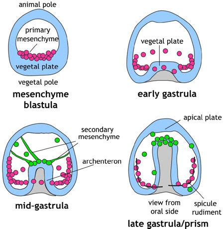 Blastula Stage