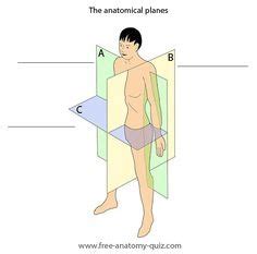 Body Planes Diagram Quizlet