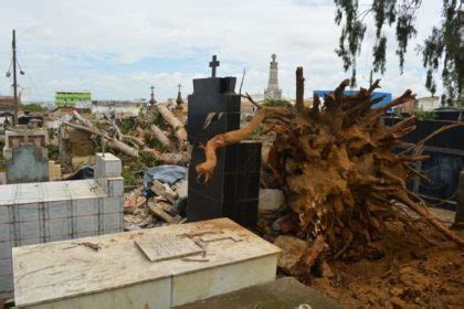 Árvore centenária cai e destrói túmulos em cemitério de Vitória da