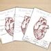 Printable Heart Anatomy Diagram With Memorization Activities For Study