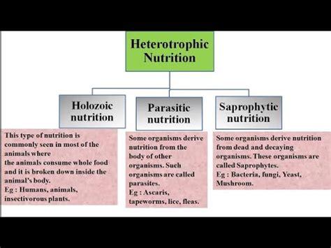 Heterotrophic Nutrition And Its Types Holozoic Parasitic And