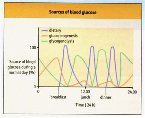Glycogen Metabolism Flashcards Quizlet