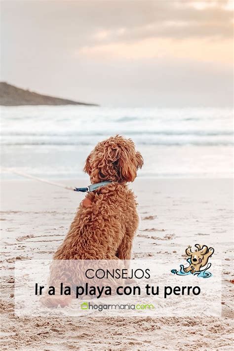 Consejos Para Ir A La Playa Con Tu Perro En 2024 Playa Para Perros