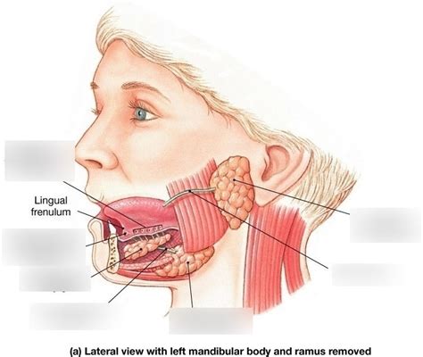 Salivary Gland Diagram Diagram Quizlet