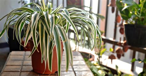Valiente Afilar Abiertamente Planta Mala Madre Hojas Amarillas
