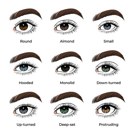 How To Apply Makeup Step By Step Like A Professional