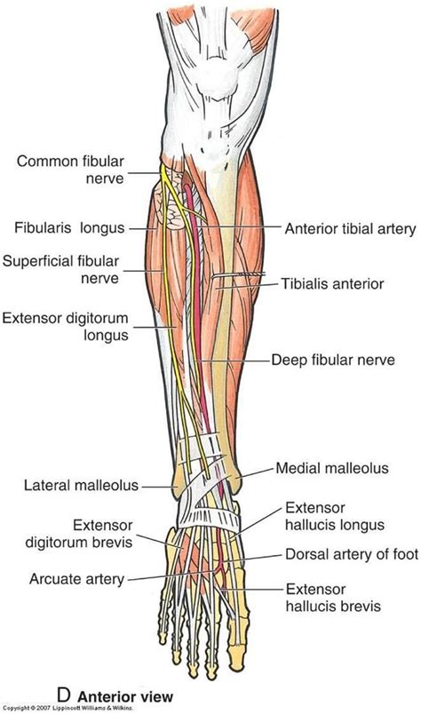 Image Anterior Leg Nerves Arteries For Term Side Of Card Nerves In