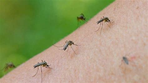 Invasión de mosquitos en el AMBA A qué se debe y cómo espantarlos