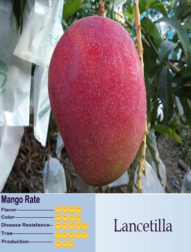 LANCETILLA MANGO Grafted Tree Tampa Tropical Asian