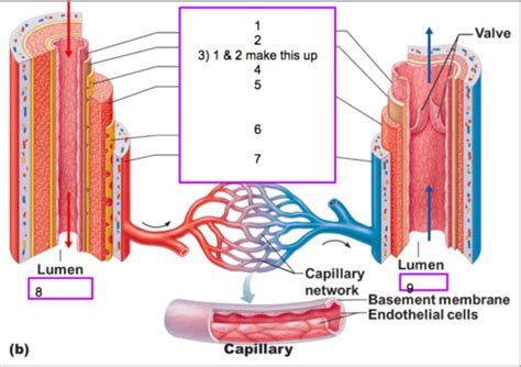 Blood Vessel Labeling Flashcards Quizlet