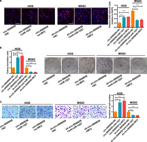 Circular Rna Hsa Circ Inhibits Osteosarcoma Cell Proliferation