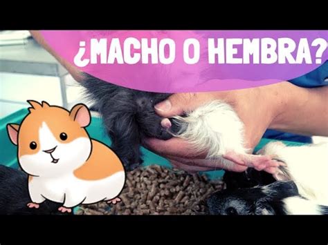 Como Saber Si Mi Cobaya Es Macho O Hembra Consejo Educativo Uru