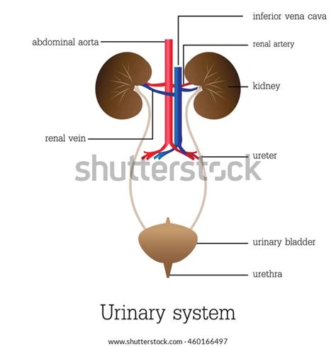 Structure Function Urinary System Urinary System Stock Vector Royalty