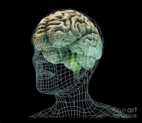Healthy Brain Mri Scan Photograph By Zephyr Pixels