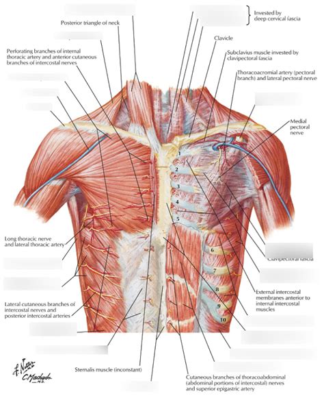 Anterior Thoracic Wall Diagram Quizlet